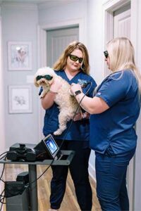 Treatments and Procedures - Valdosta Animal Hospital